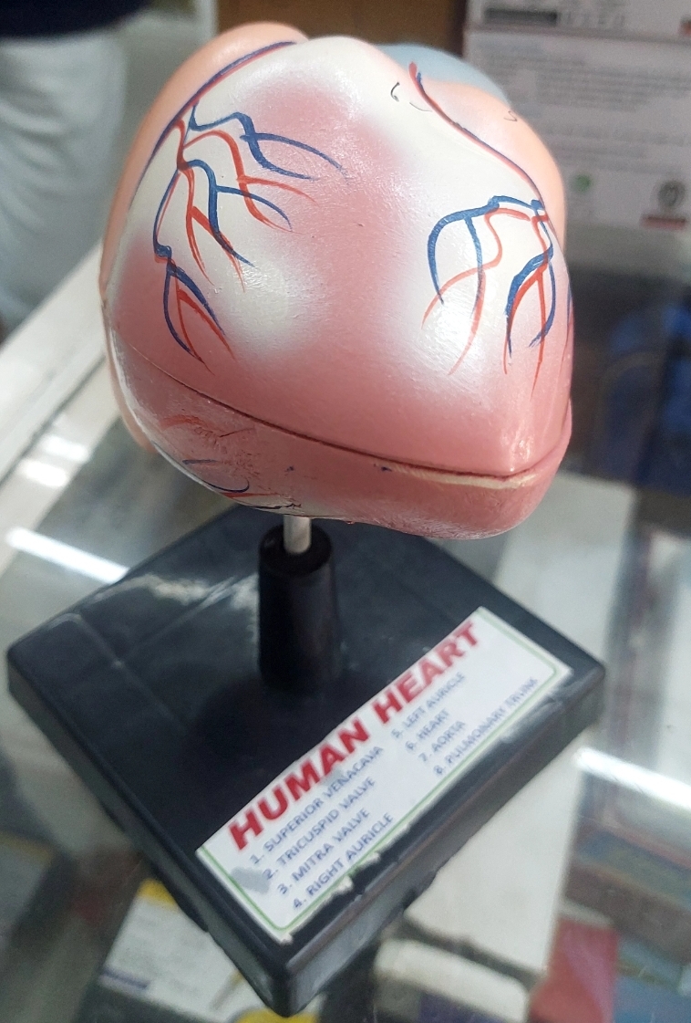 Human heart for for science lab - Medstore